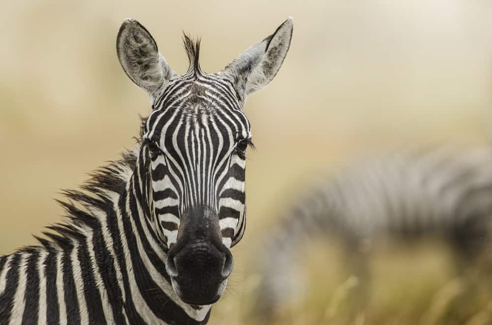 what_a_zebra_taught_me_about_stress_and_mindfullness - Tana Amen
